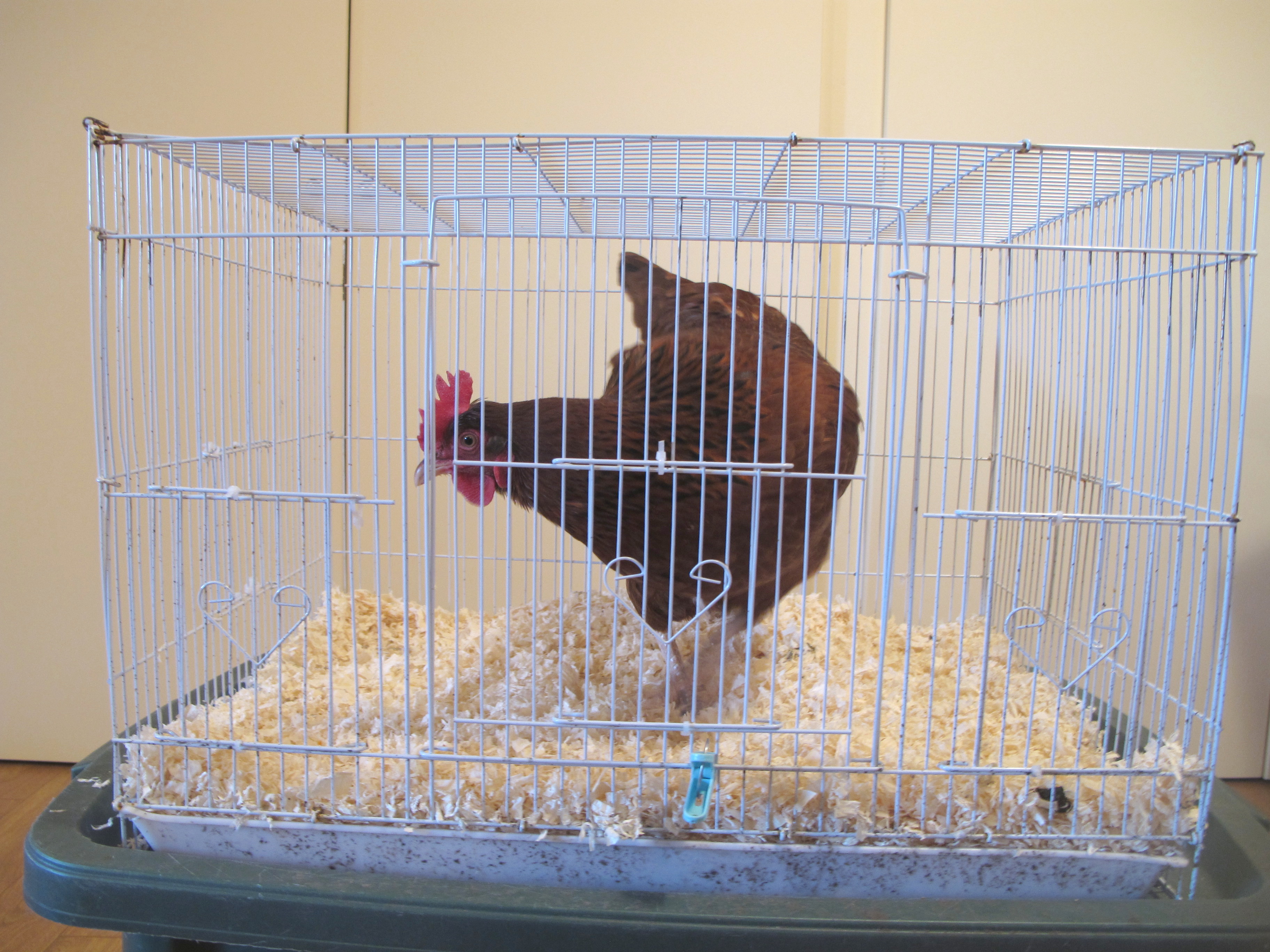 Chicken observation: adaptations and behaviour | ingridscience.ca