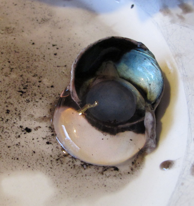 Eye Dissection Ingridscience ca