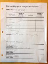 Chicken observation: adaptations and behaviour | ingridscience.ca