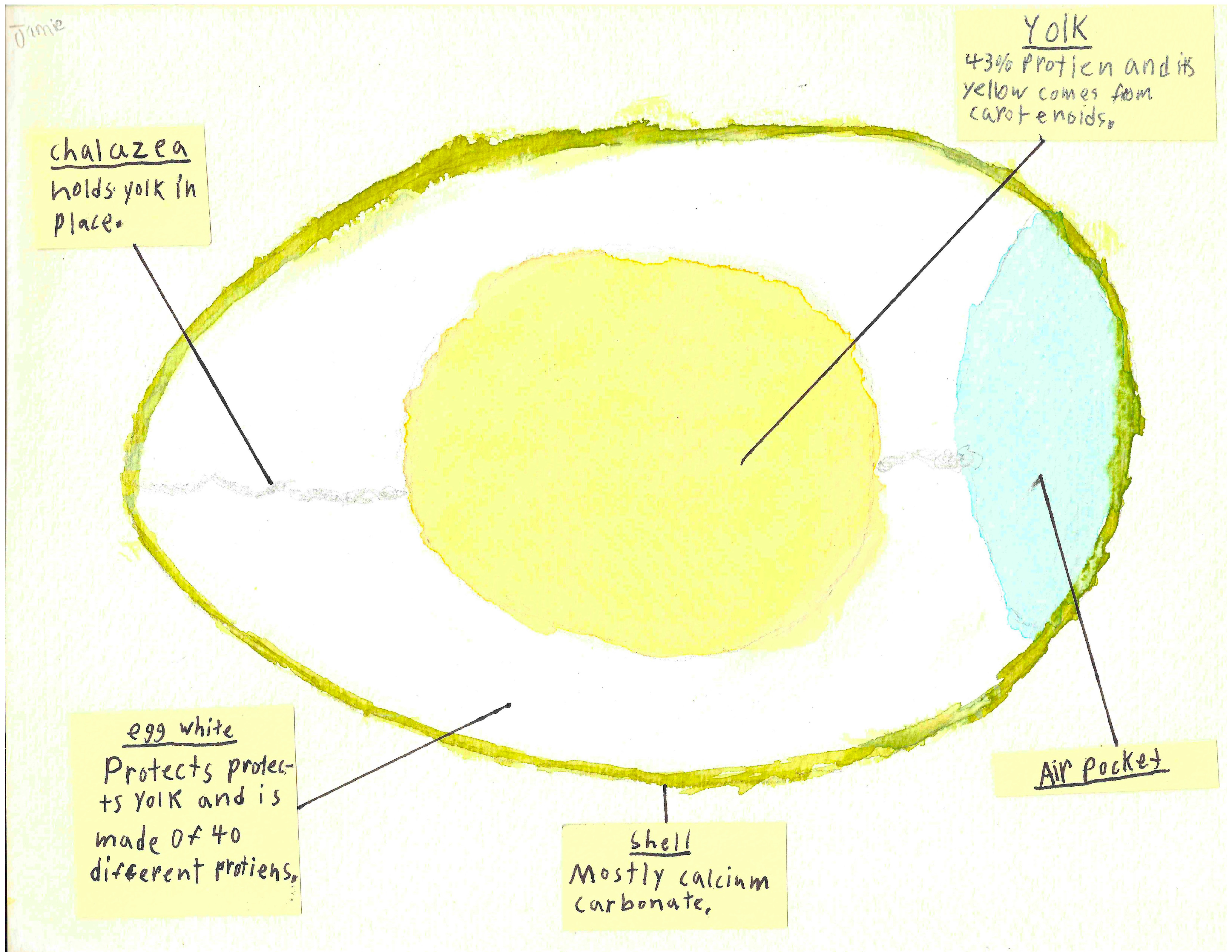 Egg Structure Study Ingridscience ca