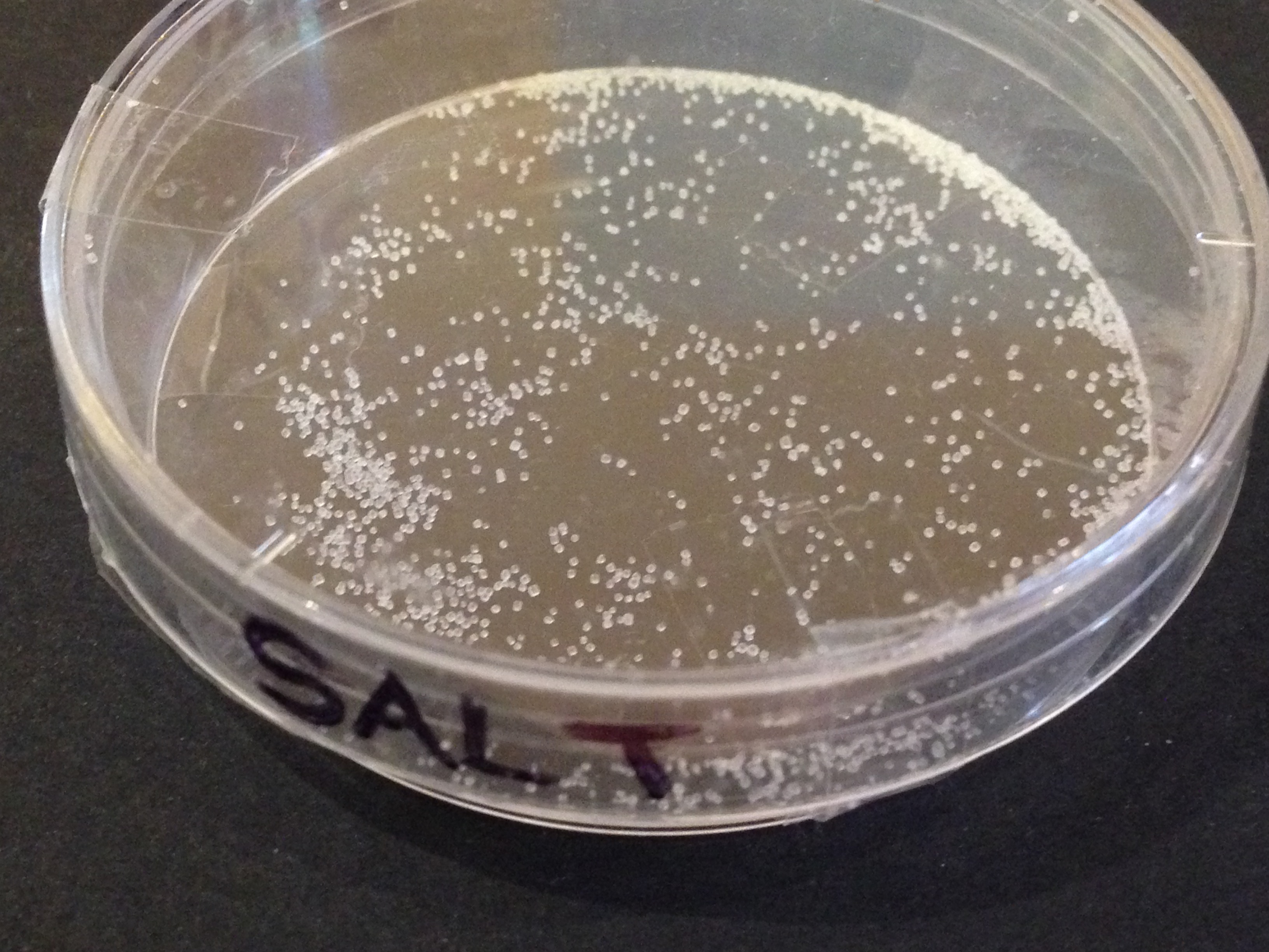 Crystal shapes with magnifiers/microscope | ingridscience.ca