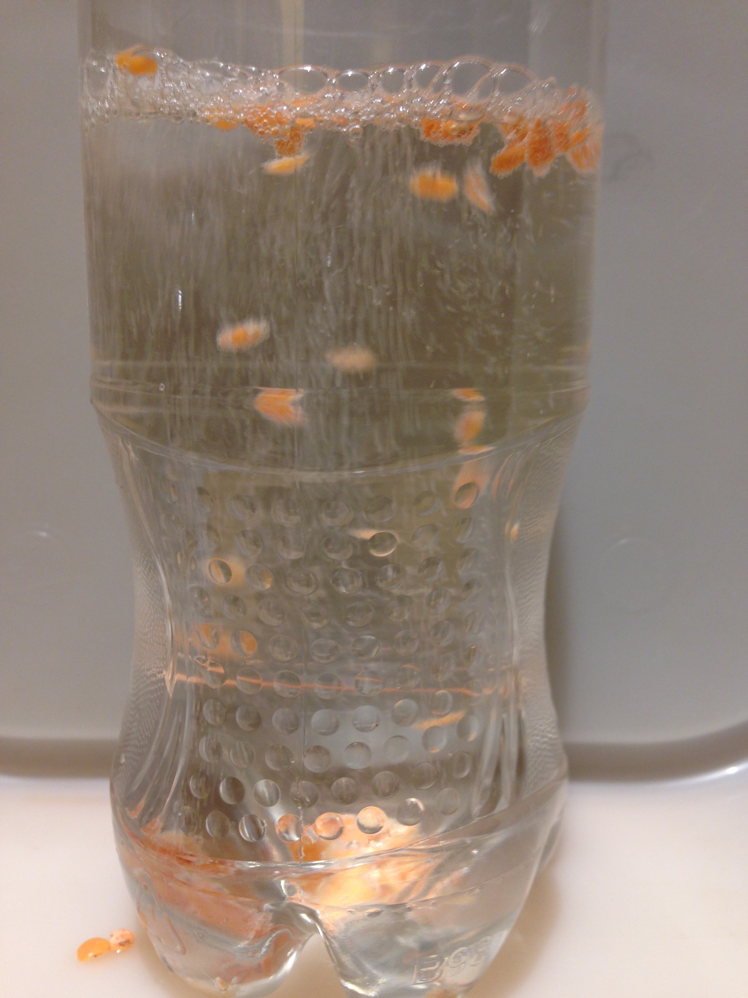 Dancing raisins | ingridscience.ca