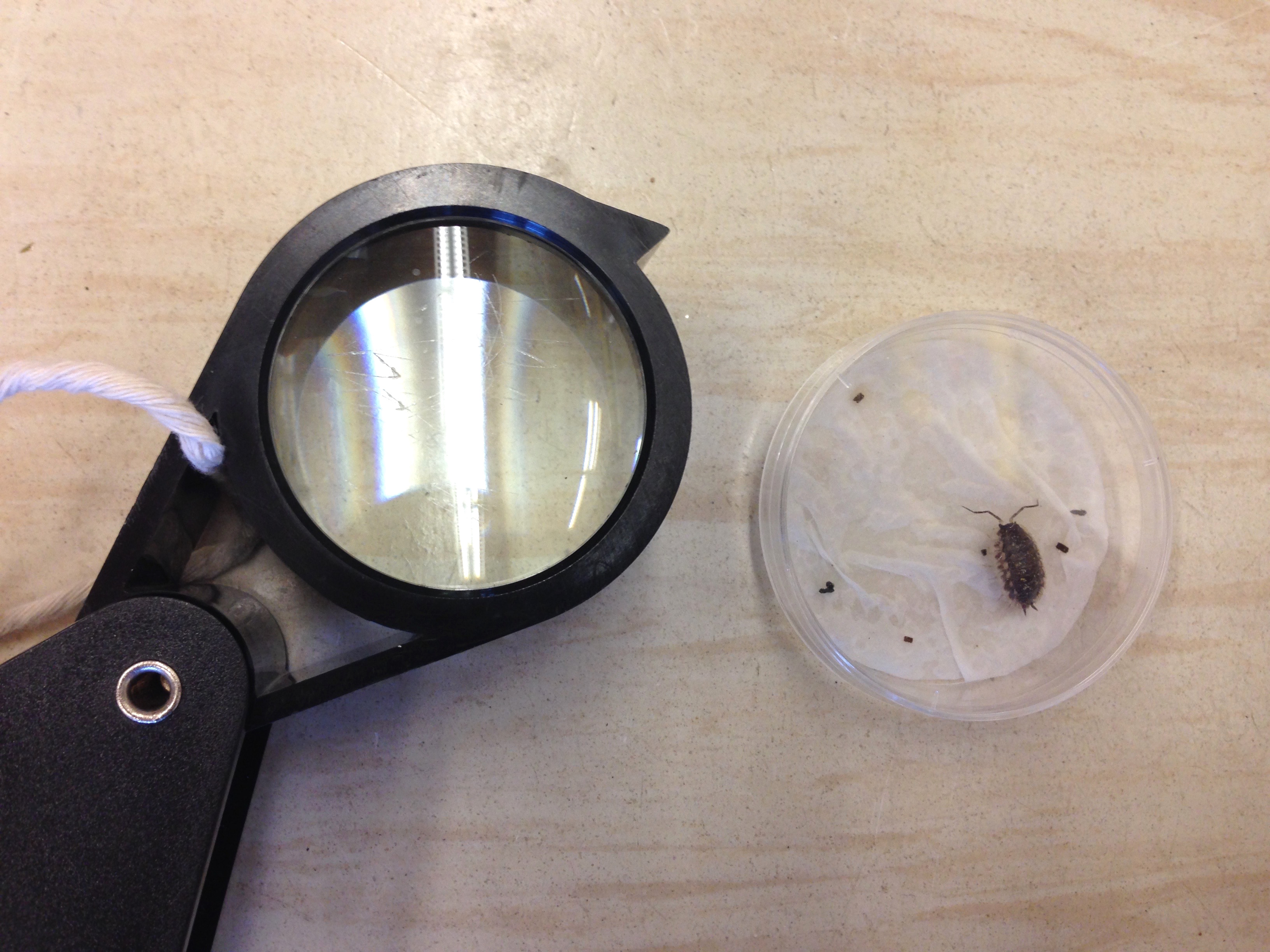 Wood bugs: close observation | ingridscience.ca