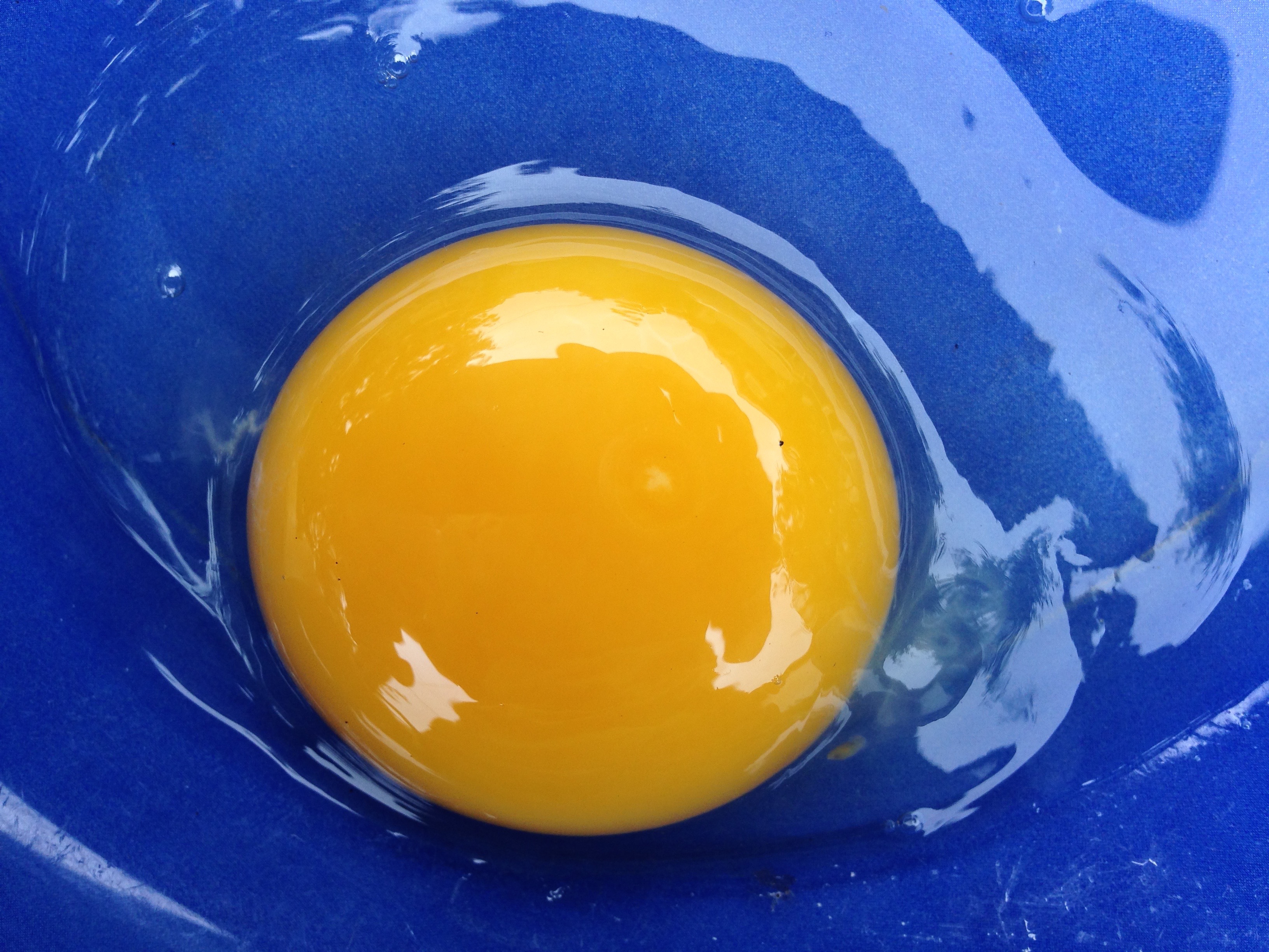 Egg Structure Study Ingridscience ca