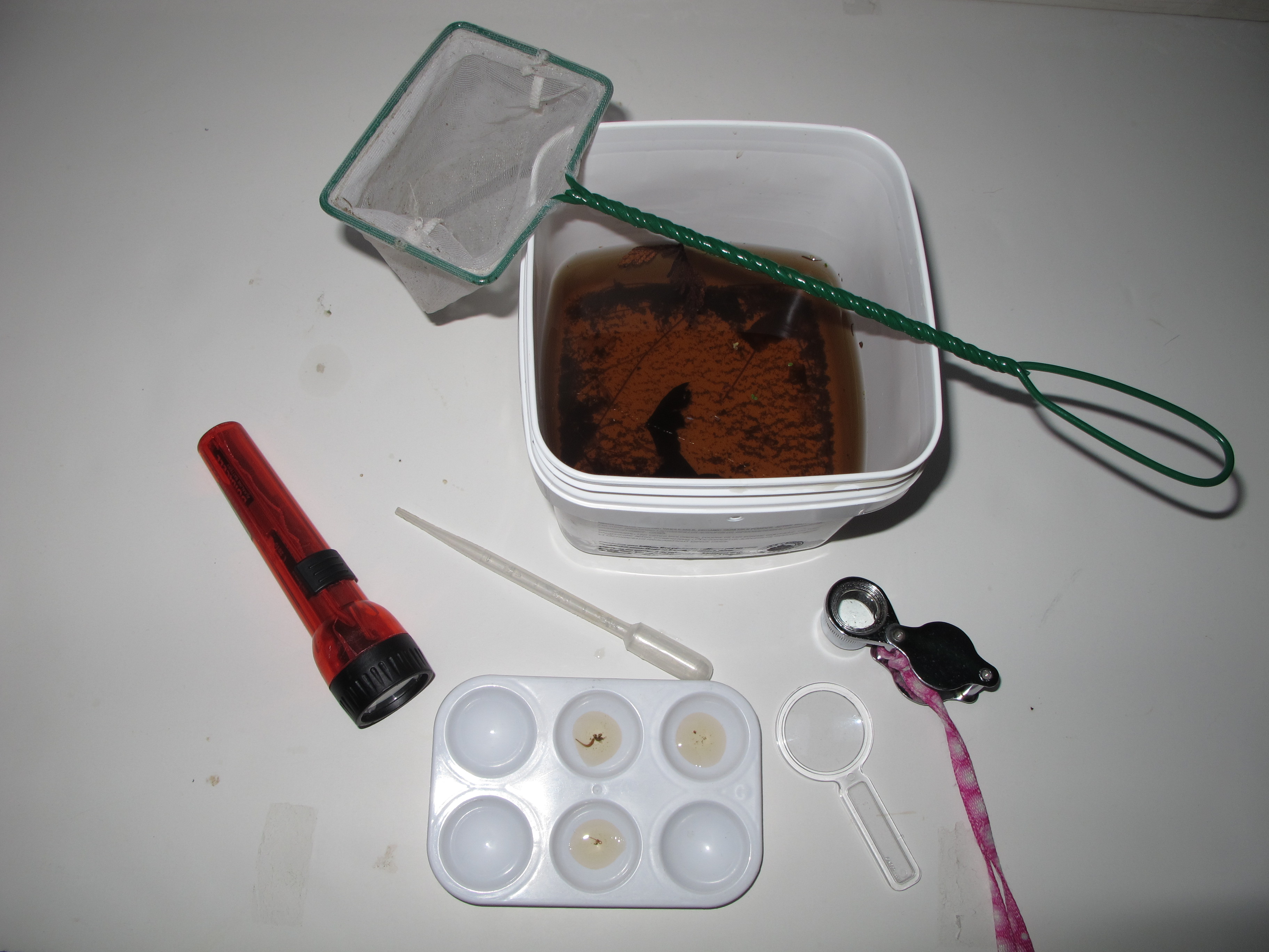 Pond dipping | ingridscience.ca