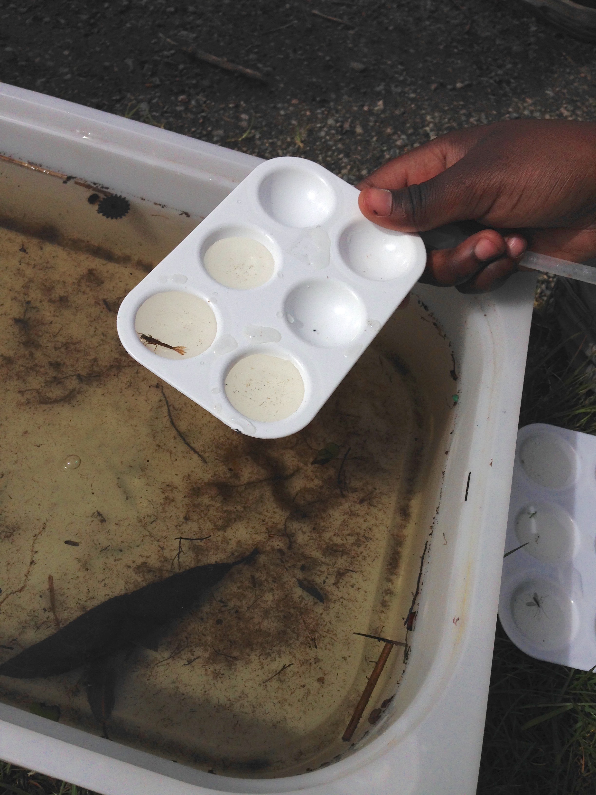 Pond dipping | ingridscience.ca