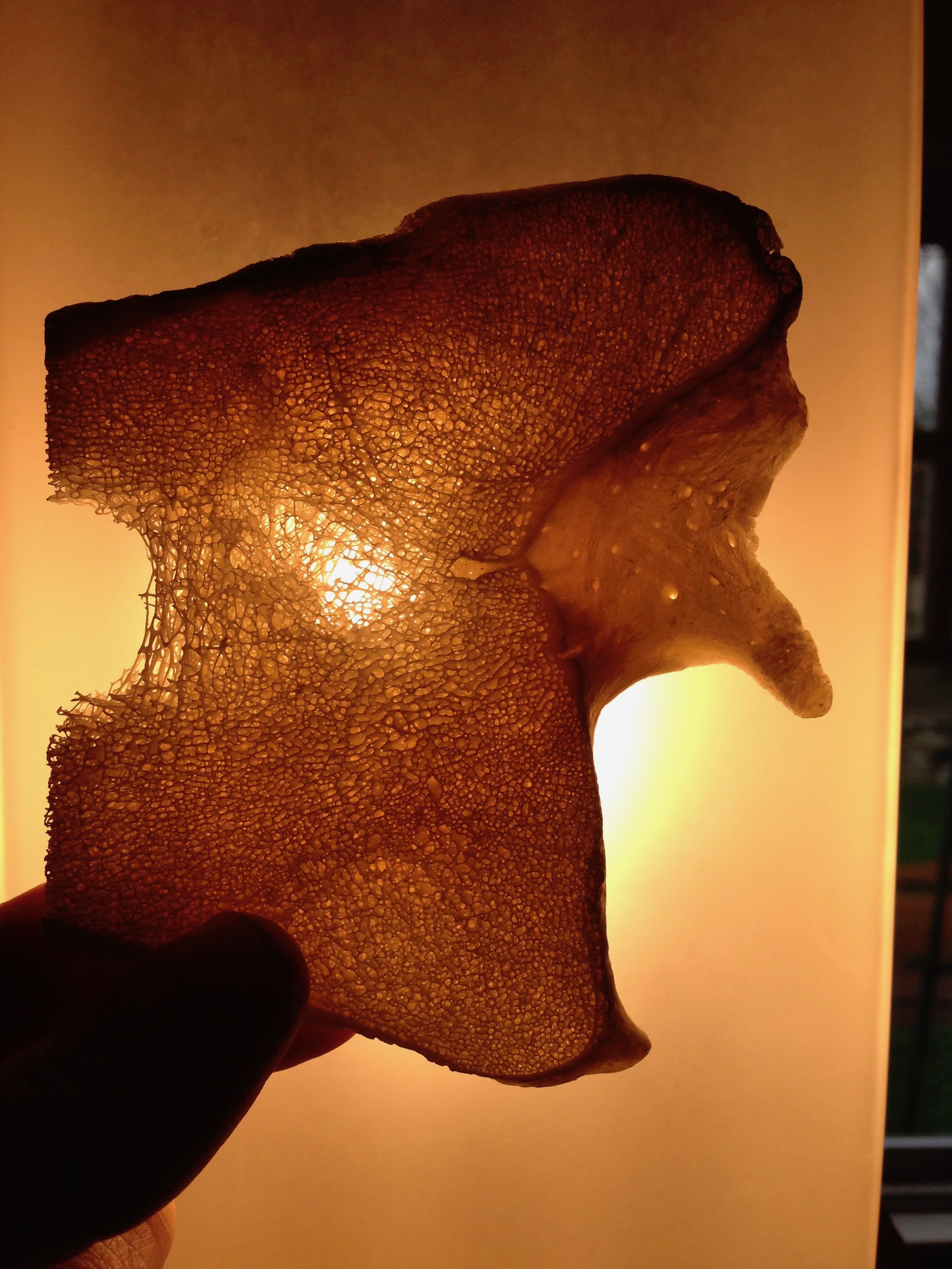 Bone slice puzzle and structure | ingridscience.ca