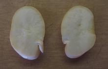 Seed dissection | ingridscience.ca